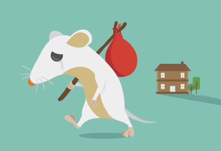 How To Get Rid Of Mice Naturally? [12 Actionable Tips] - Mouse Trap Guide