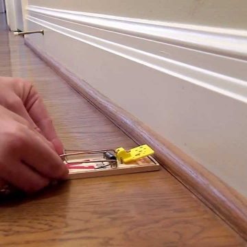 Where Should You Place Mouse Traps? - Mouse Trap Guide