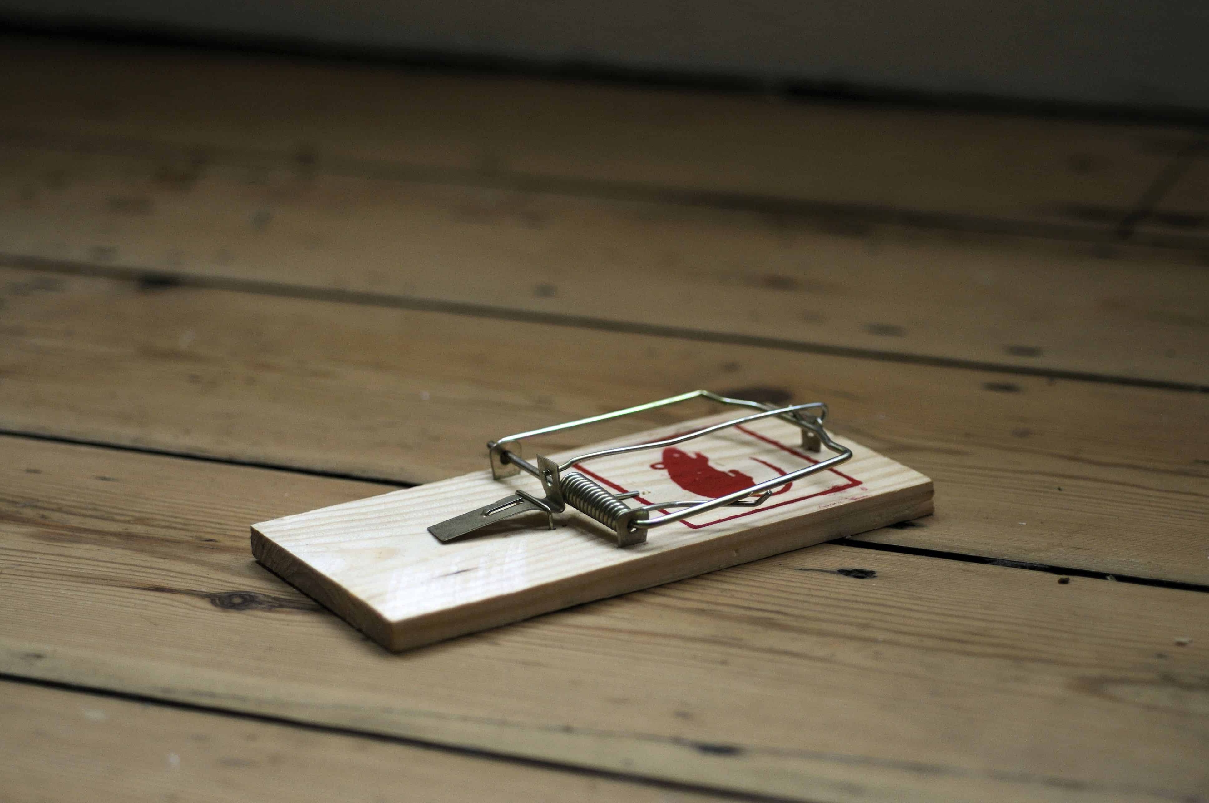 Where Should You Place Mouse Traps? - Mouse Trap Guide