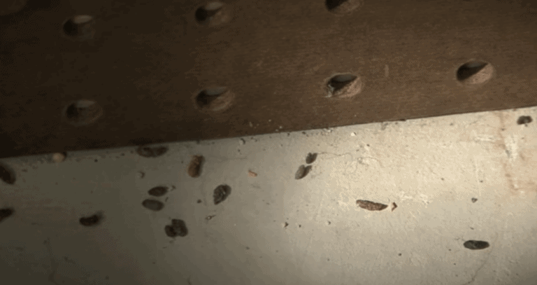 Best Way to Get Rid of Mice in Walls - Mouse Trap Guide