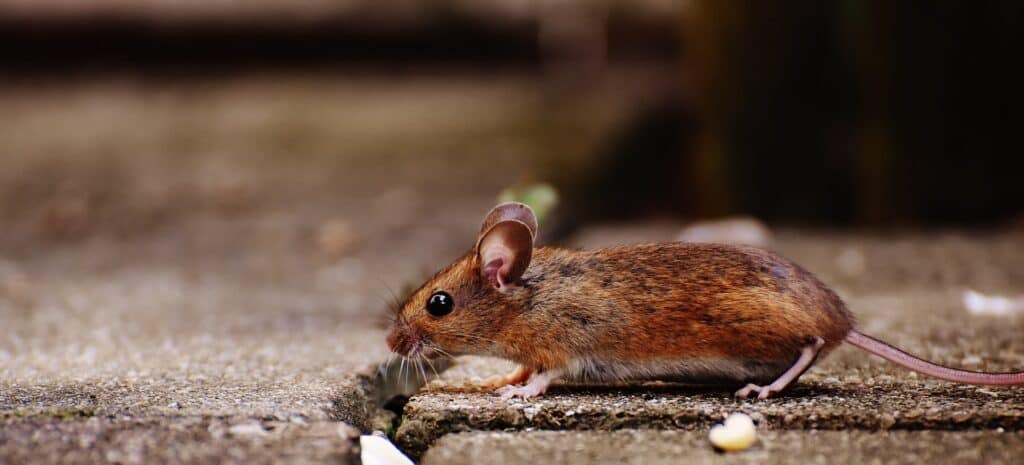 Caught 3 Mice How Many More