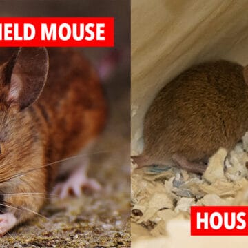 7 Home Remedies to Kill Mice - Get Rid of Mice Naturally - Mouse Trap Guide
