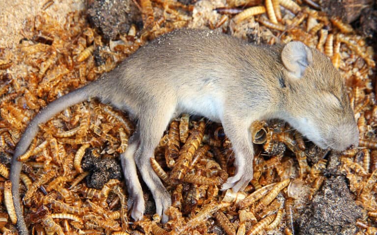 Do Mice Play Dead? - Mouse Trap Guide