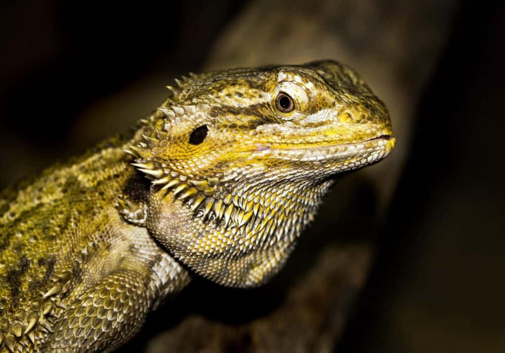 Bearded Dragon Eating Mice - Is it a thing? - Mouse Trap Guide