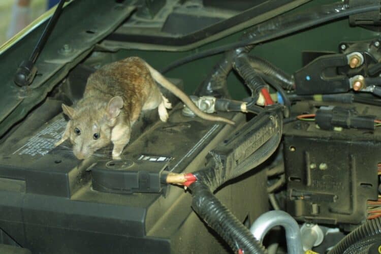 How to Get Rid of Mice in Your Car Fast! - Mouse Trap Guide