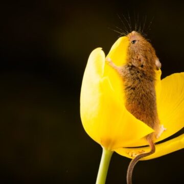 Do Rabbits Eat Mice? - Mouse Trap Guide